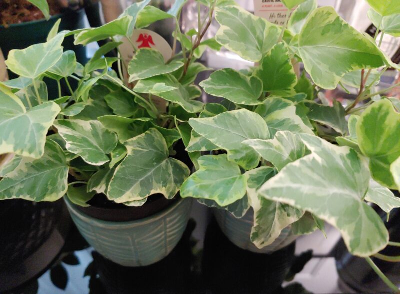 Birthing Babies: Becoming a Plant Mama In Quarantine